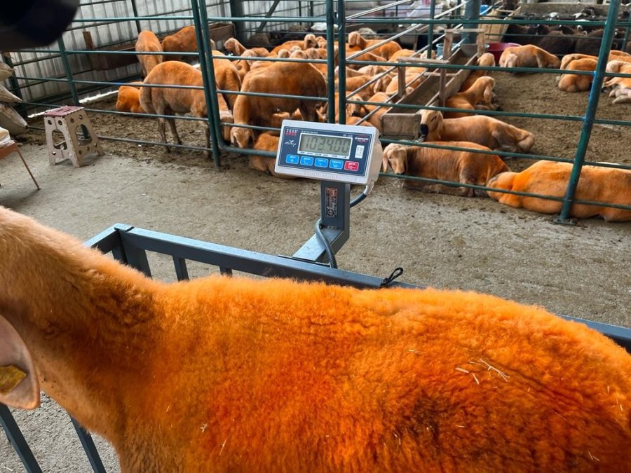 13 Ayda 100 Kiloya Ulaşan Koç Hayvan Pazarında Alıcısını Bekliyor