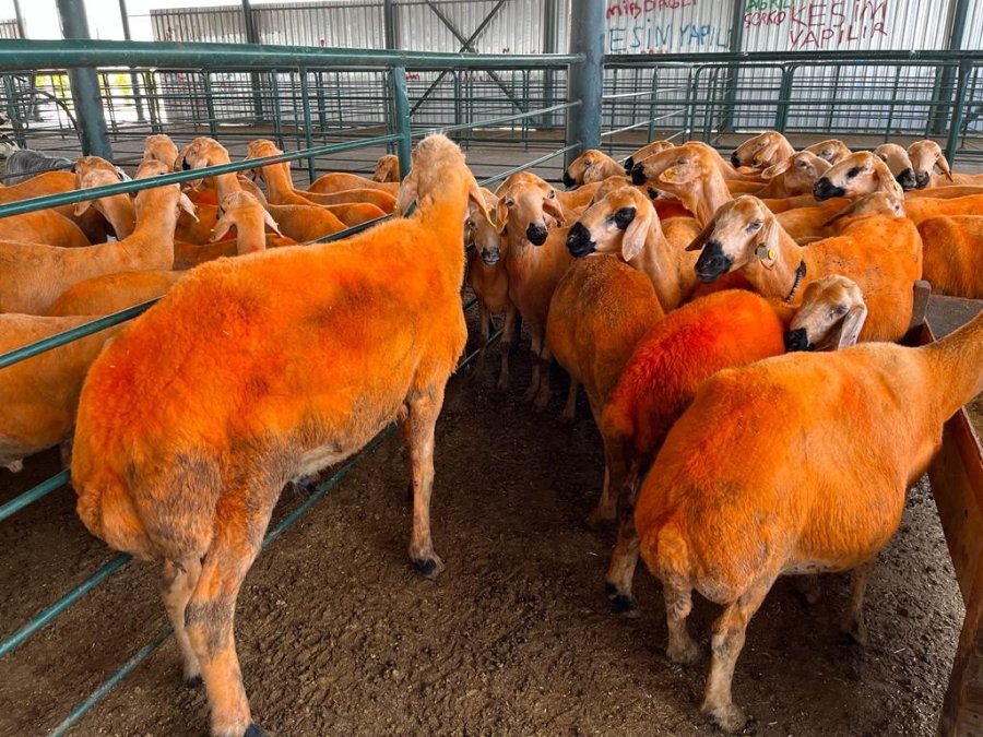 13 Ayda 100 Kiloya Ulaşan Koç Hayvan Pazarında Alıcısını Bekliyor