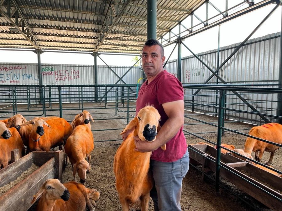 13 Ayda 100 Kiloya Ulaşan Koç Hayvan Pazarında Alıcısını Bekliyor