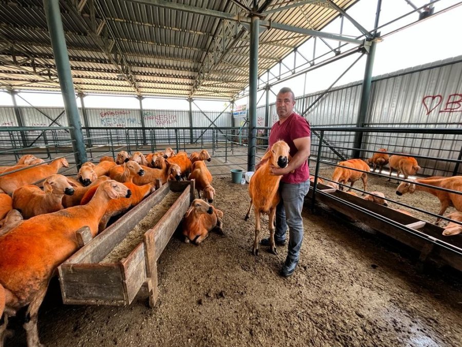 13 Ayda 100 Kiloya Ulaşan Koç Hayvan Pazarında Alıcısını Bekliyor