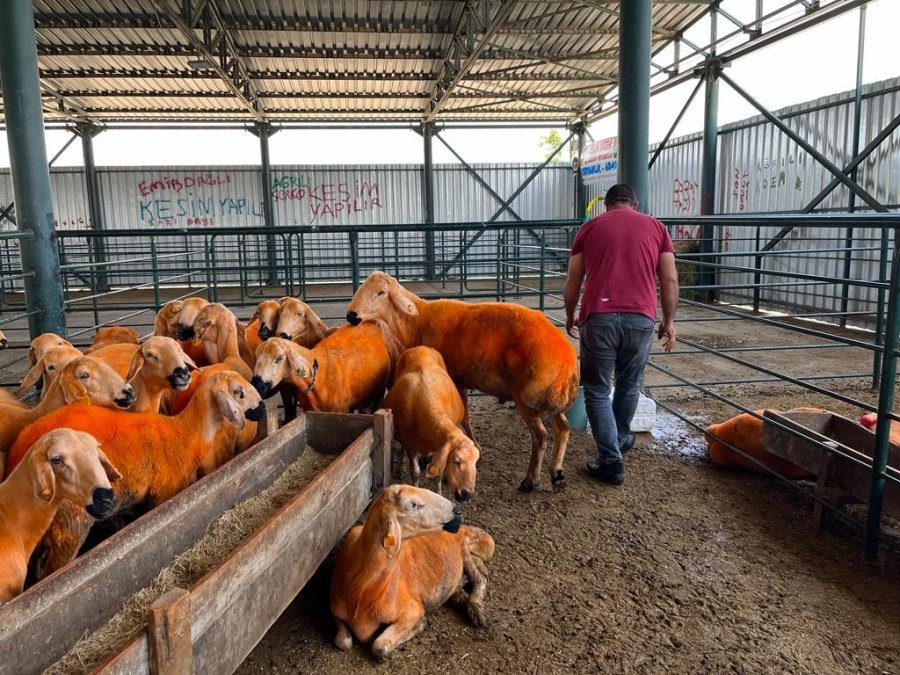 13 Ayda 100 Kiloya Ulaşan Koç Hayvan Pazarında Alıcısını Bekliyor