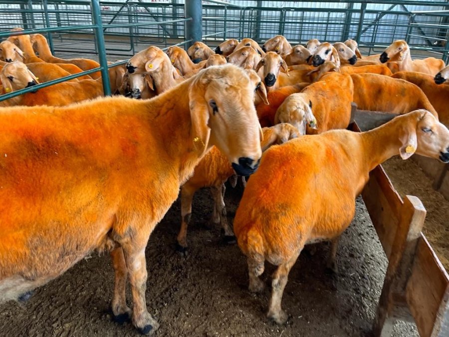 13 Ayda 100 Kiloya Ulaşan Koç Hayvan Pazarında Alıcısını Bekliyor