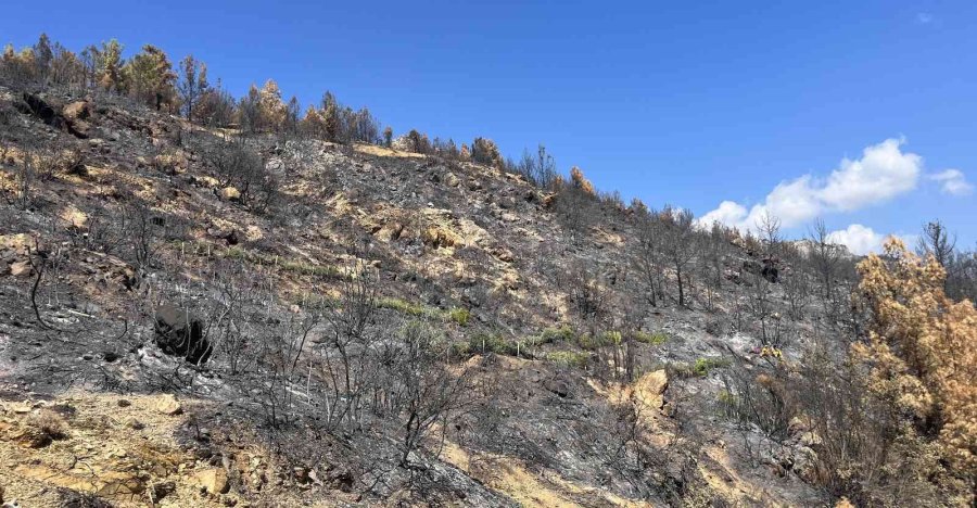 Prof. Dr. Yıldız Dikkat Çekti: “yanan Ormanlardaki En Büyük Tehlike ...