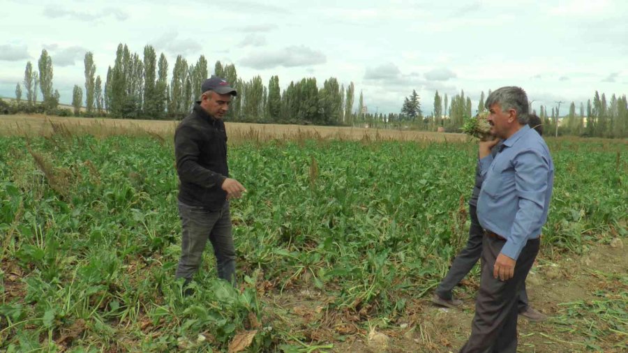 Türkiye’nin En Kaliteli Pancarında ‘fire Arttı’ İddiası