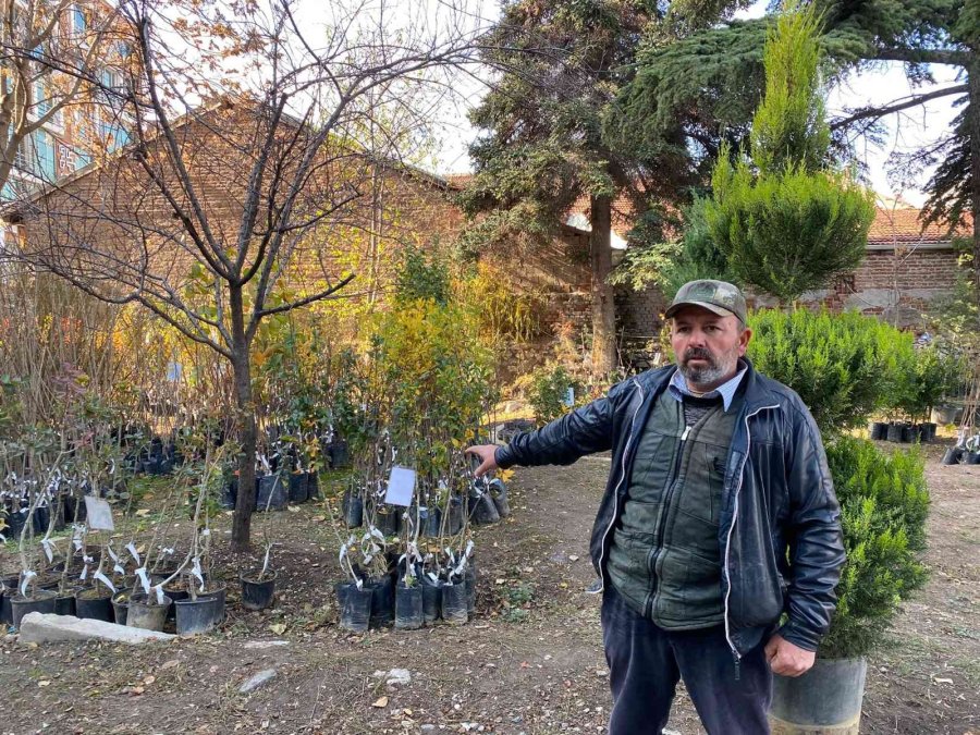 Soğuk Havada Revaçta Olan Fidanlar