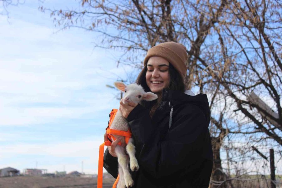 Koyunun Kuzusuna Yapmadığı Anneliği Sahibi Yaptı